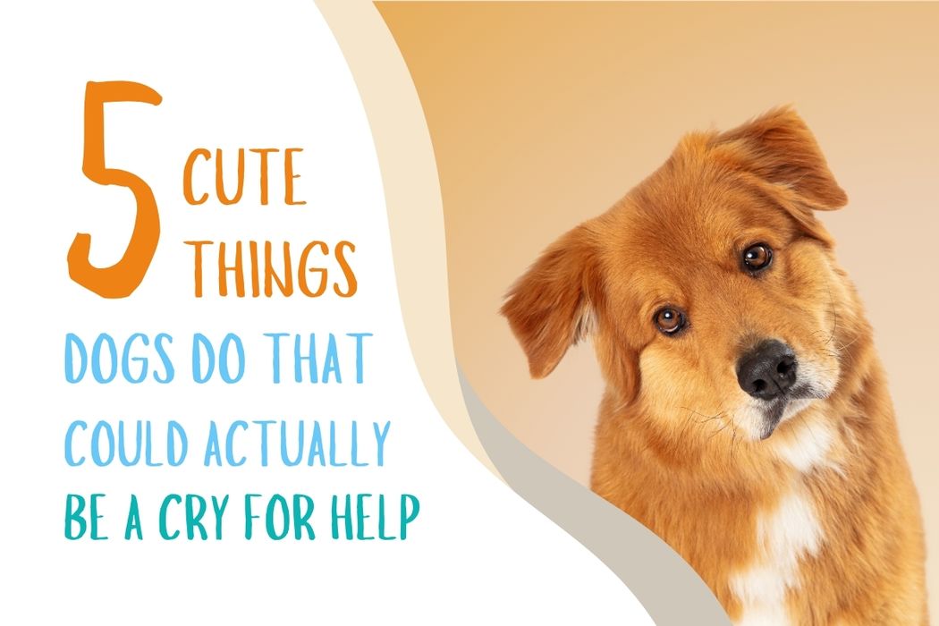5 Cute Things Dogs Do That Could Actually Be A Cry For Help