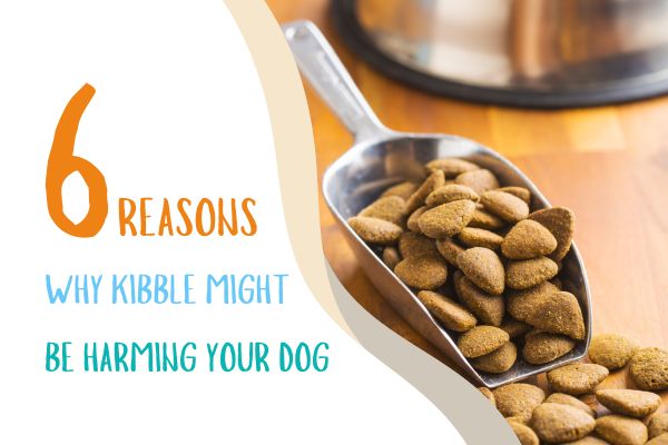 6 Reasons Why Kibble Might Be Harming Your Dog