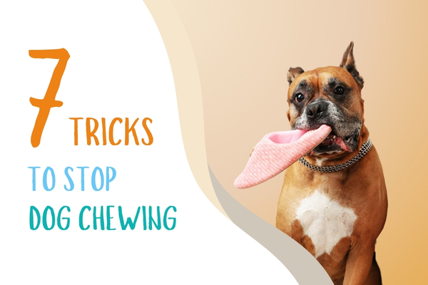 7 Tricks to Stop Dog Chewing