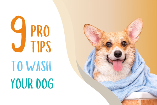 9 Pro Tips To Wash Your Dog