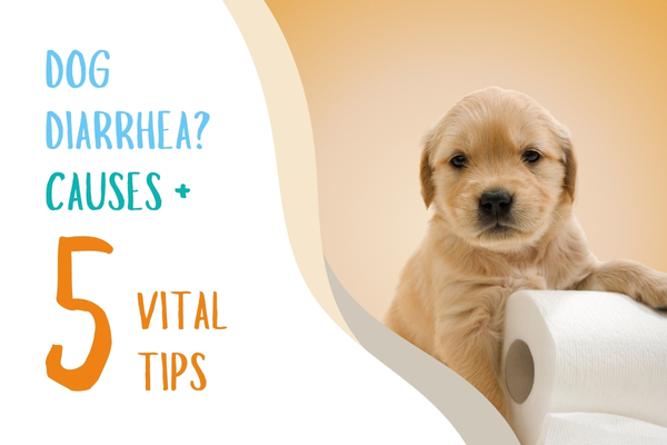 Dog Diarrhea? Causes + 5 Vital Tips