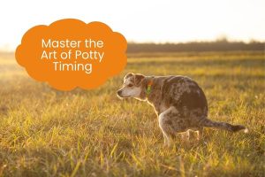 1 Trick To Make Your Dog Poop On Cue