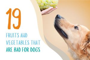 19 Fruits & Vegetables That Are Bad for Dogs