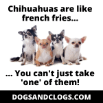 101 Funny Chihuahua Memes: I Challenge You Not To Laugh