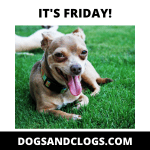 101 Funny Chihuahua Memes: I Challenge You Not To Laugh