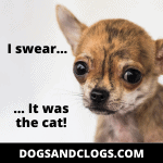 101 Funny Chihuahua Memes: I Challenge You Not To Laugh – DogsAndClogs