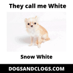 101 Funny Chihuahua Memes: I Challenge You Not To Laugh – DogsAndClogs