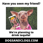101 Funny Chihuahua Memes: I Challenge You Not To Laugh – DogsAndClogs