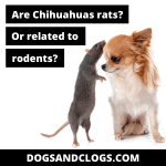 “Chihuahuas Are NOT Dogs, They Are Rodents!” (5 Facts) – DogsAndClogs