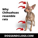 “Chihuahuas Are NOT Dogs, They Are Rodents!” (5 Facts) – DogsAndClogs