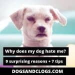 Why Does My Dog Hate Me? 9 Surprising Reasons + 7 Tips