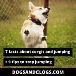 7 Facts About Corgis And Jumping + 9 Tips To Stop Jumping – DogsAndClogs