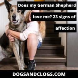 Does My German Shepherd Love Me? 23 Signs Of Affection – DogsAndClogs