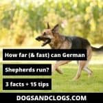 How Far (& Fast) Can German Shepherds Run? 3 Facts + 15 Tips – DogsAndClogs