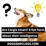 Are Corgis Smart? 9 Fun Facts About Their Intelligence – DogsAndClogs