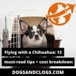 Flying With A Chihuahua: 13 Must-Read Tips + Cost Breakdown