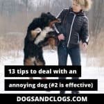 13 Tips To Deal With An Annoying Dog (#2 Is Effective)