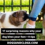 17 Surprising Reasons Why Your Dog Bites Your Feet + 9 Tips – DogsAndClogs