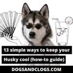 13 Simple Ways To Keep Your Husky Cool (How-To Guide) – DogsAndClogs
