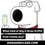 What Kind Of Dog Is Brian From Family Guy? 31 Fun Facts