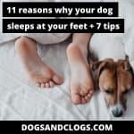 11 Reasons Why Your Dog Sleeps At Your Feet + 7 Tips – DogsAndClogs