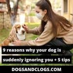 9 Reasons Why Your Dog Is Suddenly Ignoring You + 5 Tips – DogsAndClogs