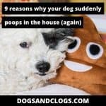 9 Reasons Why Your Dog Suddenly Poops In The House (Again)