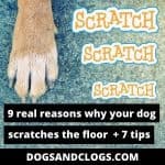 9 Real Reasons Why Your Dog Scratches The Floor + 7 Tips – DogsAndClogs