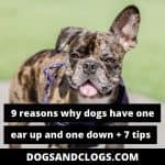 9 Reasons Why Dogs Have One Ear Up And One Down + 7 Tips – DogsAndClogs