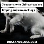 7 Reasons Why Chihuahuas Are Limping & Run On 3 Legs – DogsAndClogs