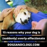15 Reasons Why Your Dog Is (Suddenly) Overly-Affectionate – DogsAndClogs