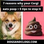 7 Reasons Why Your Corgi Eats Poop + 5 Tips To Stop It