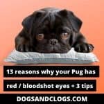 13 Reasons Why Your Pug Has Red / Bloodshot Eyes + 3 Tips