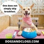 13 Reasons Why Your Dog Grunts And Groans + 5 Tips