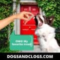 9 Real Reasons Your Dog Barks When You Arrive Home + 5 Tips – DogsAndClogs