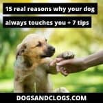 15 Real Reasons Why Your Dog Always Touches You + 7 Tips – DogsAndClogs