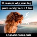 13 Reasons Why Your Dog Grunts And Groans + 5 Tips
