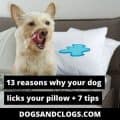 13 Reasons Why Your Dog Licks Your Pillow + 7 Tips – DogsAndClogs