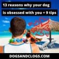 13 Reasons Why Your Dog Is Obsessed With You + 9 Tips – DogsAndClogs