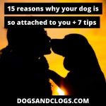 15 Reasons Why Your Dog Is So Attached To You + 7 Tips – DogsAndClogs