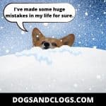 105 Funny Corgi Memes: They’ll Keep You Laughing For Hours – DogsAndClogs
