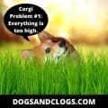 105 Funny Corgi Memes: They’ll Keep You Laughing For Hours – DogsAndClogs