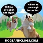 105 Funny Corgi Memes: They’ll Keep You Laughing For Hours – DogsAndClogs