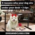 9 Reasons Why Your Dog Sits Under Your Desk + 3 Tips