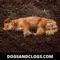 5 Stages Of Dog Decomposition (How Long It Takes & Facts)