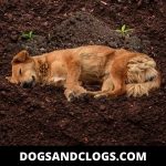 5 Stages Of Dog Decomposition (How Long It Takes & Facts)