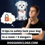 9 Tips To Safely Lock Your Dog In A Room + 5 Dangers