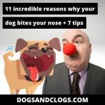 11 Incredible Reasons Why Your Dog Bites Your Nose + 7 Tips