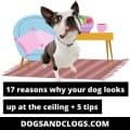 17 Reasons Why Your Dog Looks Up At The Ceiling + 5 Tips – DogsAndClogs