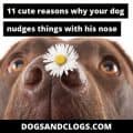 11 Cute Reasons Why Your Dog Nudges Things With His Nose – DogsAndClogs